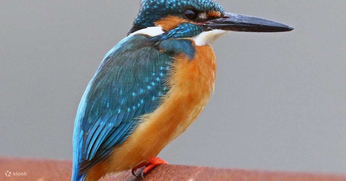 Cuộc phiêu lưu ngắm chim ở Bờ biển phía Bắc với Jeeptour® - Klook Việt Nam